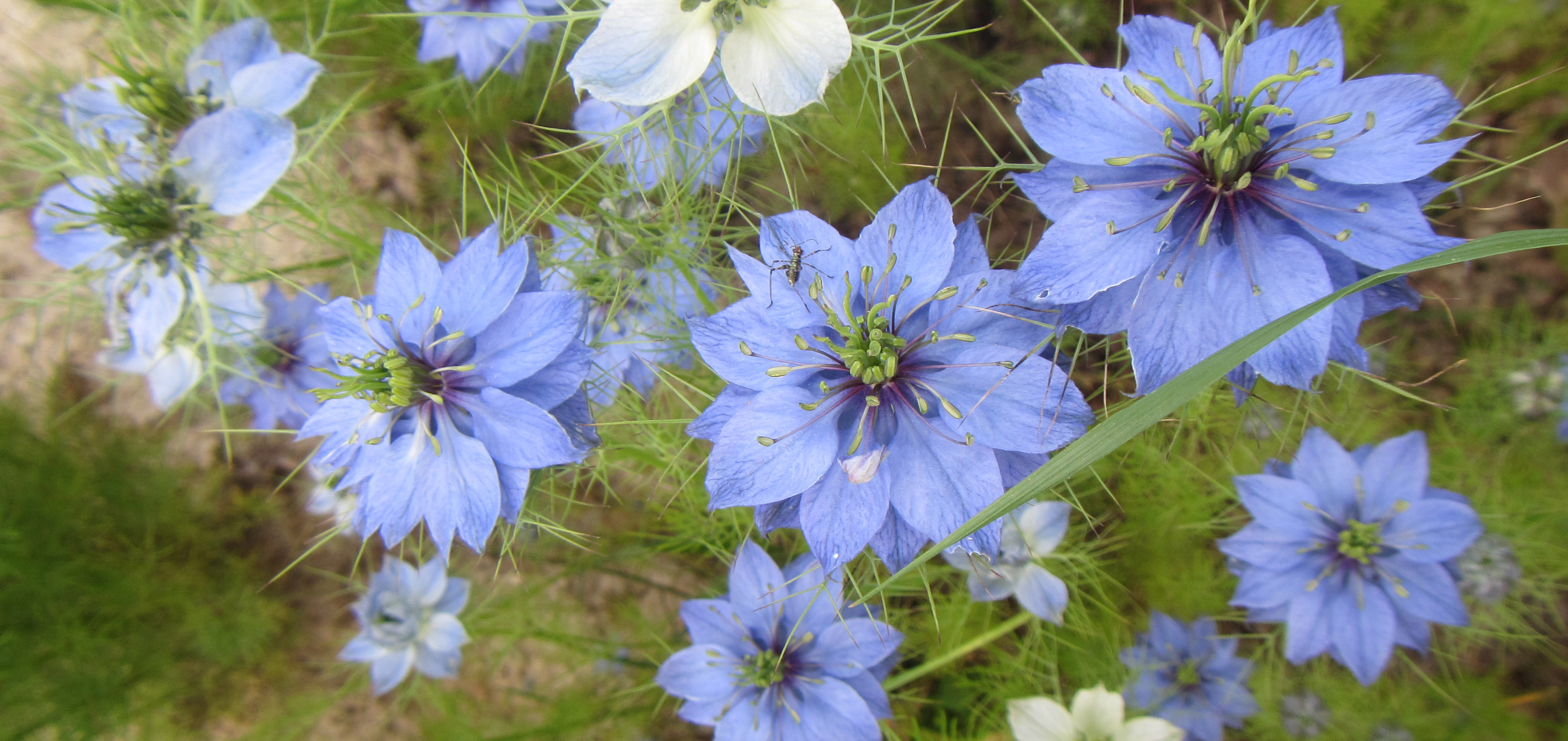 L'expérience des jardins - Orchidia Jardin